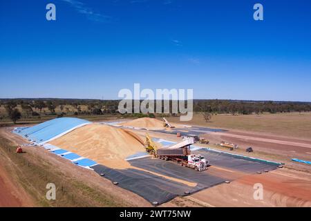 Aerial of trucks unloading harvested wheat into bunker style storage at ...