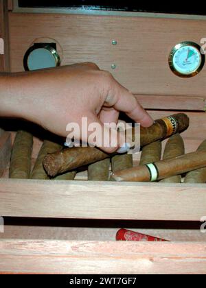 the smoking of cigars, cause of drug and nicotine addiction smoking of ...