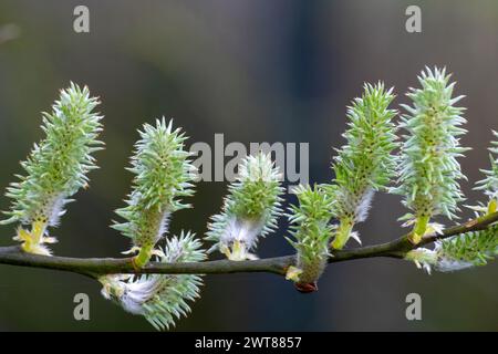 Beautiful flowers of a Glaucous willow on a branch Stock Photo - Alamy