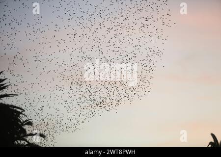 A stunning view of a starling murmuration creating patterns in the ...