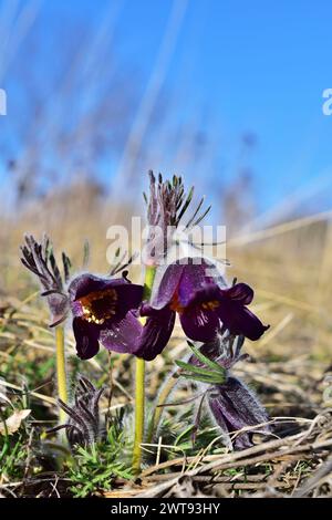 Pulsatilla pratensis (small pasque flower) is a species of the genus ...