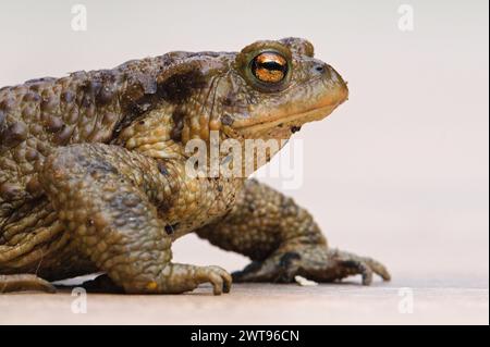 Common toad Bufo bufo female. Huge frog from Czech republic. Mating ...