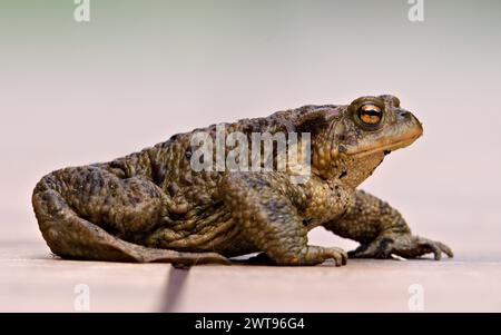 Common toad Bufo bufo female. Huge frog from Czech republic. Mating ...