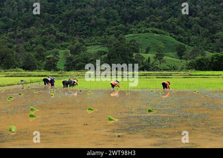 Patterns of plowing and rice cultivation (past farming) of Thailand ...
