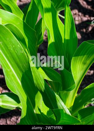 Green corn illuminated by sunlight, a field with green corn in sunny ...