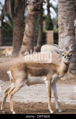 Gazelle at Elche Zoo Stock Photo - Alamy