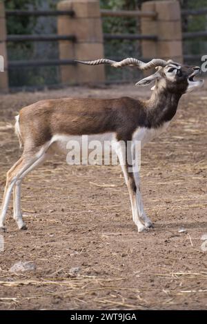 Gazelle at Elche Zoo Stock Photo - Alamy
