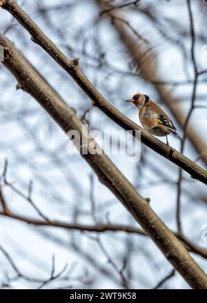 Vibrant goldfinch with black wings and red mask, perched on a flower at ...