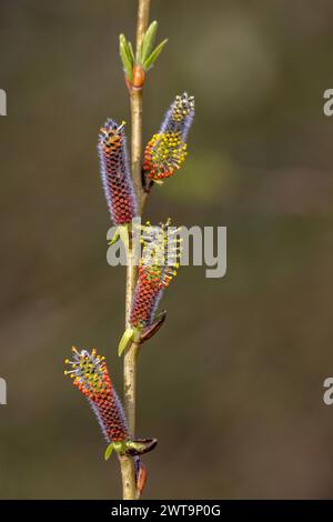 Europa Deutschland Frühling Zweig Ast: Aufgehende Blüten und Knospen an ...