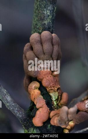 Tea-tree fingers fungus. Once of Australia's rarest fungi. Critically ...