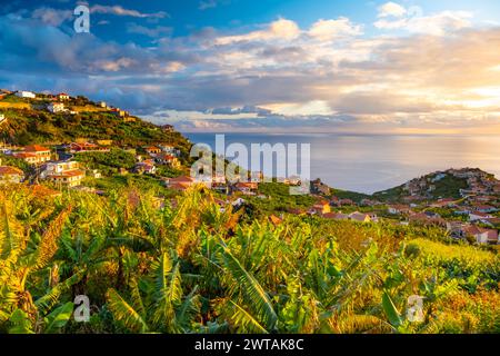 Taditional Madeiran houses in Funchal behind a banana plantation and ...