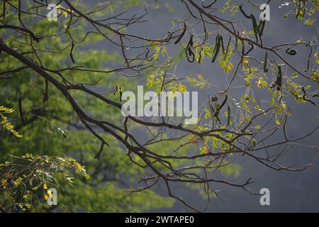 Various people involved in activities on Costa Rican beach Stock Photo ...