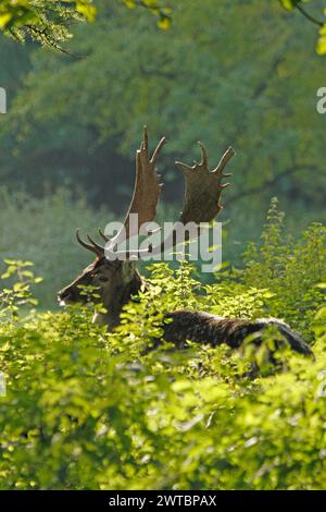 Fallow deer (Dama dama), A stag rests hidden in the green undergrowth ...