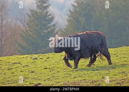 Scottish Highland Cattle, Kyloe, Balve, North Rhine-Westphalia, Germany ...