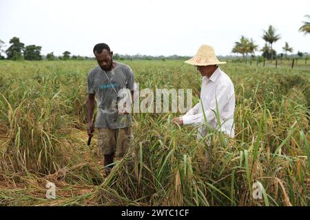 Suva, Fiji. 13th Mar, 2024. An aerial drone photo shows rice fields in ...