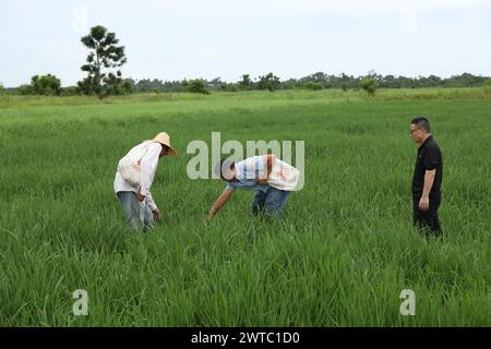 Suva, Fiji. 13th Mar, 2024. An aerial drone photo shows rice fields in ...