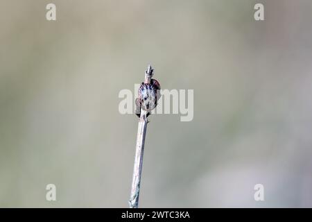 Tick waiting on the tops of shriveled plants for passing hosts, animals ...