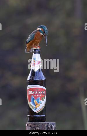 A wild kingfisher is happy to use a bottle of kingfisher lager as a ...