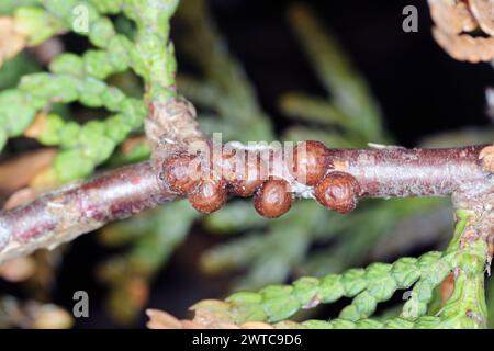 Fletcher scale, Arborvitae soft scale, Thuja soft scale ...