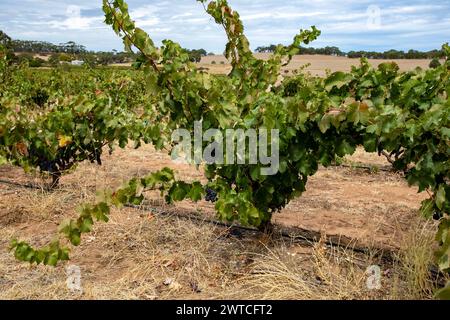 Barossa Valley vineyard, Murray street vineyards grapes growing on the vines ready for harvest ...