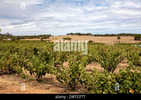 Barossa Valley vineyard, Murray street vineyards grapes growing on the ...