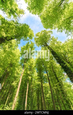 Green pompous forest see from below with sunlight during springtime ...