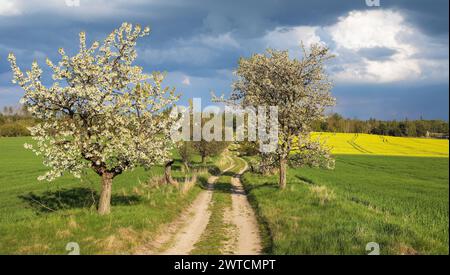 Alley of flowering cherry trees and dirt road and field of rapeseed ...