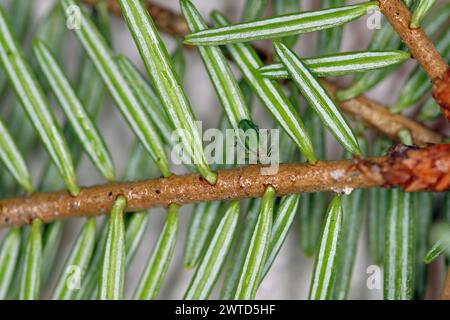Green striped fir aphid (Cinara pectinatae) on fir (Abies alba) twig ...