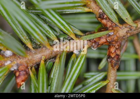 Green striped fir aphid (Cinara pectinatae) on fir (Abies alba) twig ...