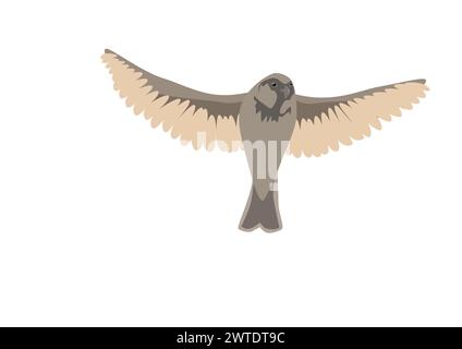 flying sparrow isolated on white background Stock Photo - Alamy