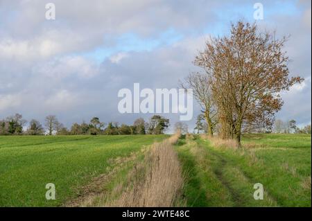 Leafless trees in a large field. March, Chart Sutton, near Maidstone ...