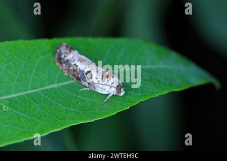 White-backed Marble (Hedya salicella). Beautiful moth of the family ...