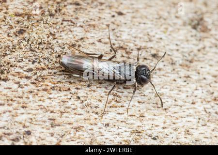 Parasitic Wood Wasp (Orussus minutus) - Male Stock Photo - Alamy