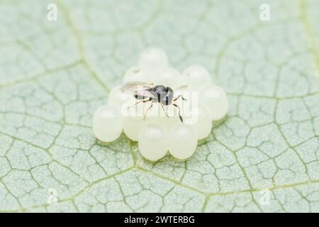 A female scelionidae wasp (Trissolcus sp.) oviposits into pentatomid ...