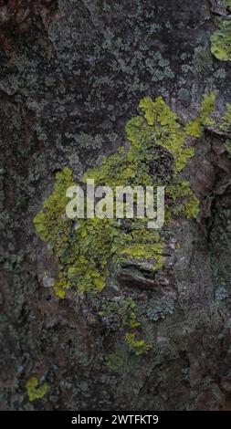 Green lichen growth on the bark of a tree in the Teno masif near Erjos ...