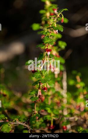 gummy gooseberry aka pioneer gooseberry aka Fuschia-Flowered Gooseberry ...