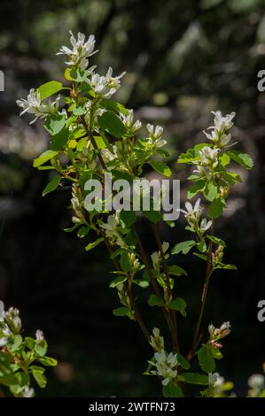 Western Serviceberry aka sarvis berry aka Saskatoon (Amelanchier ...
