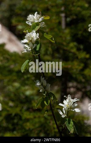 Western Serviceberry aka sarvis berry aka Saskatoon (Amelanchier ...