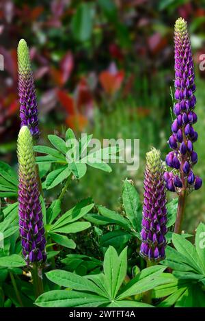 Lupinus masterpiece,lupin masterpiece,lupins,purple Lupin,flowers ...