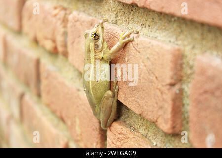 Treefrog Trachycephalus Mesophaeus, known as Golden Treefrog or Sticky ...