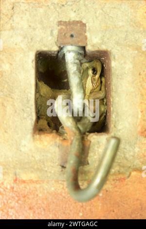Tree frog Trachycephalus Mesophaeus, known as Golden Tree frog or ...