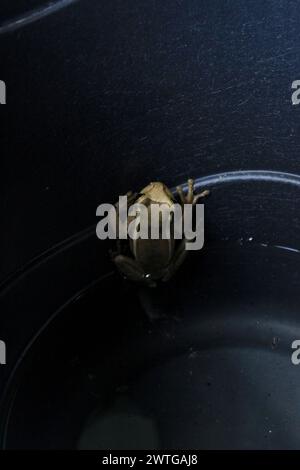 Tree frog Trachycephalus Mesophaeus, known as Golden Tree frog or Sticky Tree frog. Species of ...