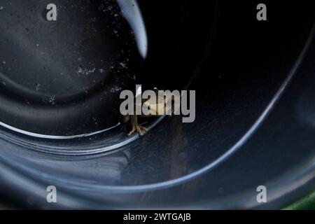 Tree frog Trachycephalus Mesophaeus, known as Golden Tree frog or ...