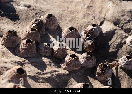 Close-up of the Balanomorpha, an order of barnacles on a rocky shore ...