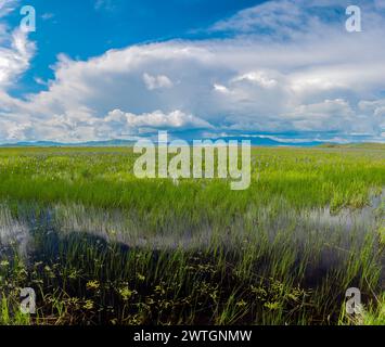 Camas Prairie Centennial Marsh Idaho, USA Stock Photo - Alamy