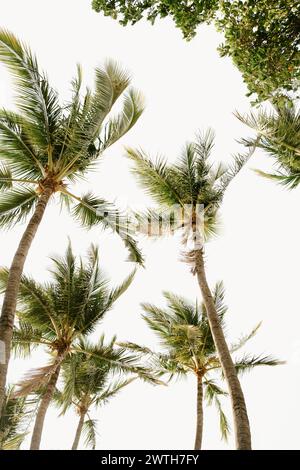 coconut trees swaying in wind during stormy weather. Dark monsoon ...