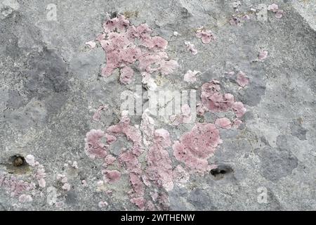 Verrucaria marmorea or Bagliettoa marmorea is a crustose lichen that ...