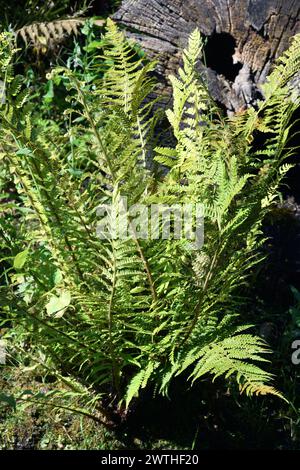 Irish spleenwort fern (Asplenium onopteris) green fronds Stock Photo ...