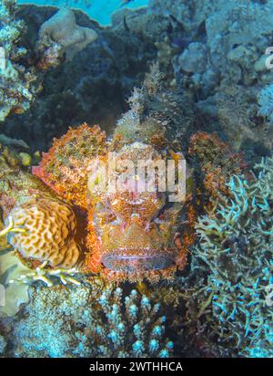 Drachenkopf (Scorpaena scrofa), Unterwasser-Foto, Tauchplatz Abu Talha ...