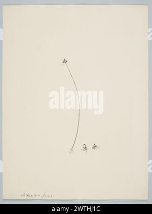 Utricularia caerulea Linnaeus prints, copper engravings, line ...